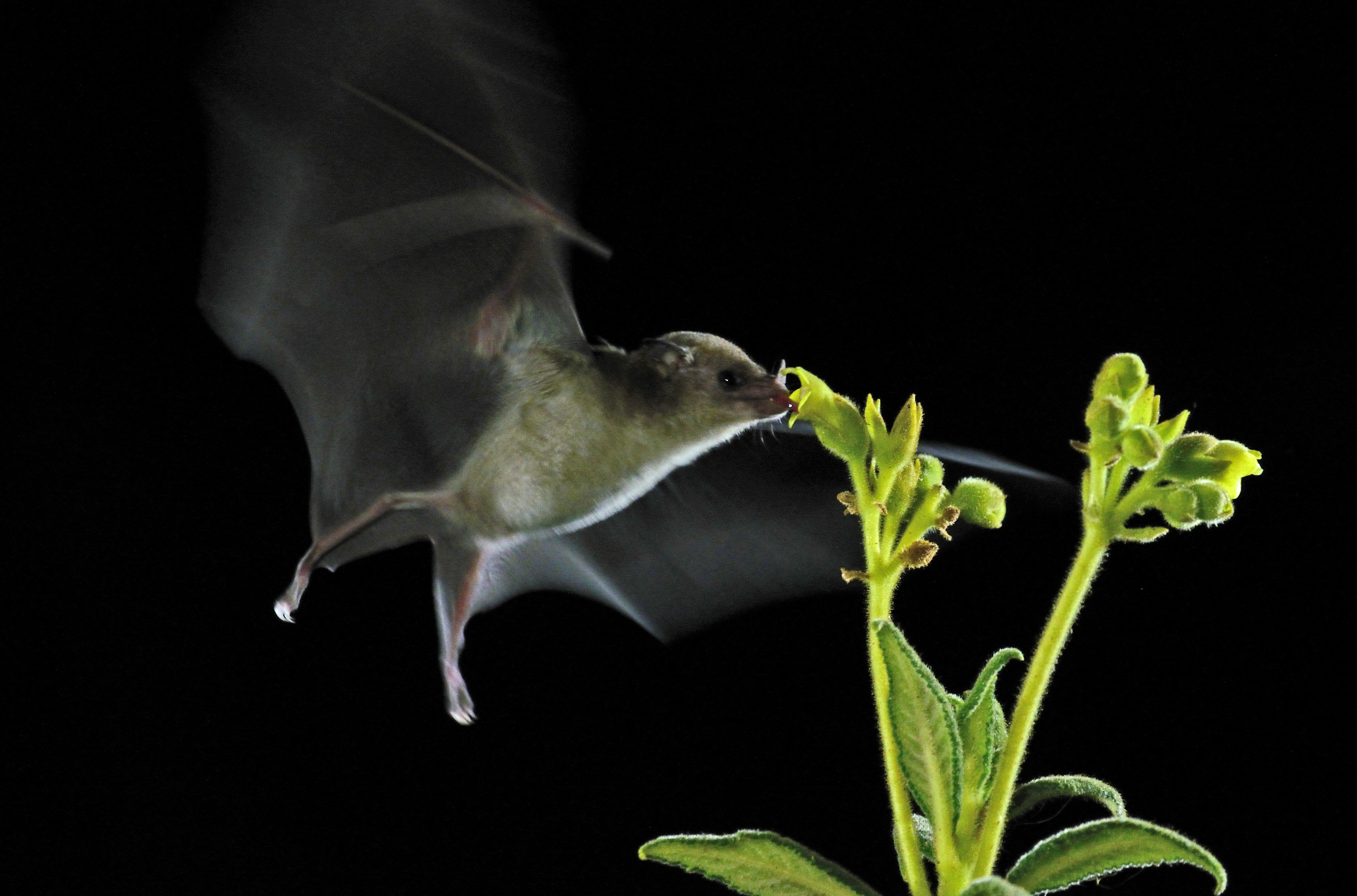 Sonar Navigation Inspired by Bat Flowers | VolkswagenStiftung